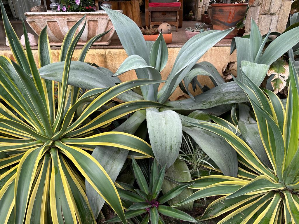 Agave Azul Globosa – AXL